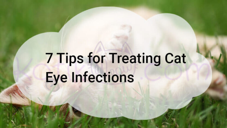 7 Tips for Treating Cat Eye Infections - Kotikmeow