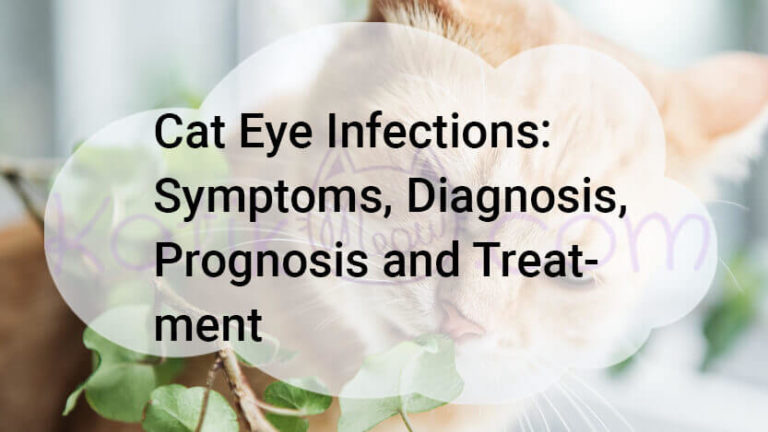 Cat Eye Infections, Symptoms, Diagnosis, Prognosis and Treatment ...