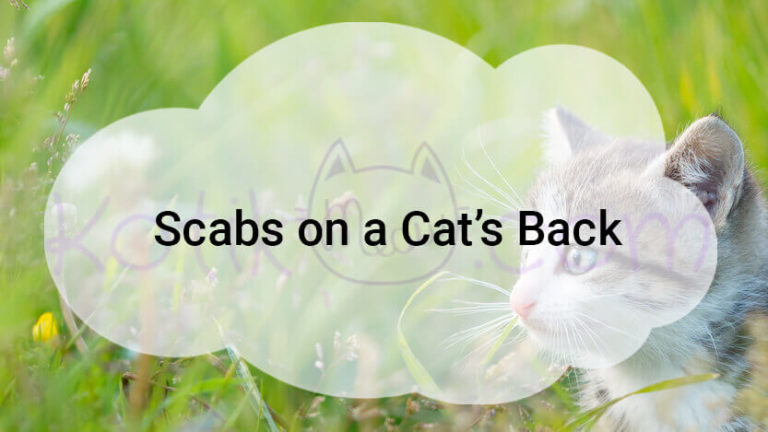 Scabs on Cats How To Cure Them Safely? - Kotikmeow