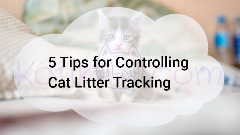 Cats health | Cat blog | Food for cats | Kotikmeow.com