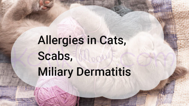 Scabs on Cats How To Cure Them Safely? - Kotikmeow