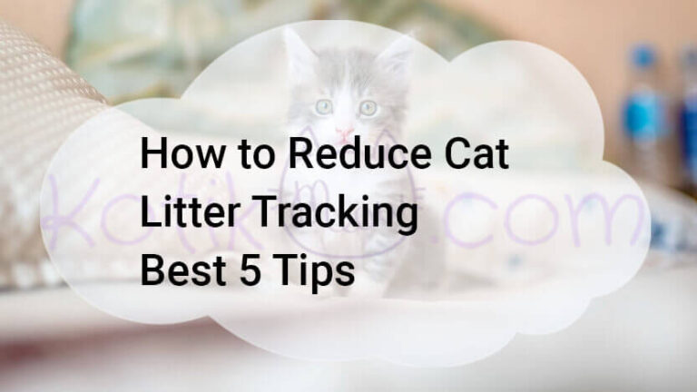 How to Reduce Cat Litter Tracking Best 5 Tips - Kotikmeow