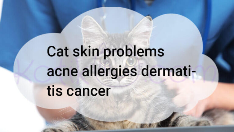 Cat Skin Problems Acne Allergies Dermatitis Cancer - Kotikmeow