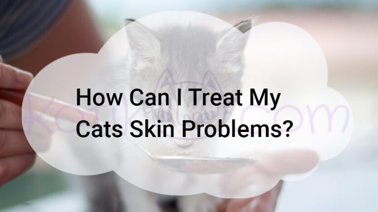How Can I Treat My Cats Skin Problems? - Kotikmeow