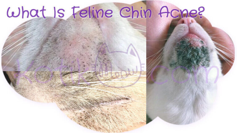 Why Does My Cat Have Chin Acne? - Kotikmeow