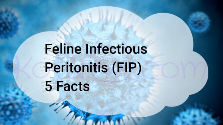 Feline Infectious Peritonitis (FIP) 5 Facts - Kotikmeow