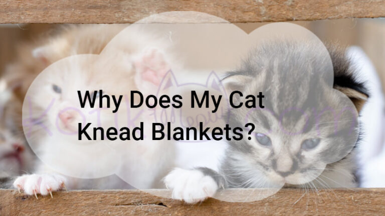 Why Does My Cat Knead Blankets? - Kotikmeow