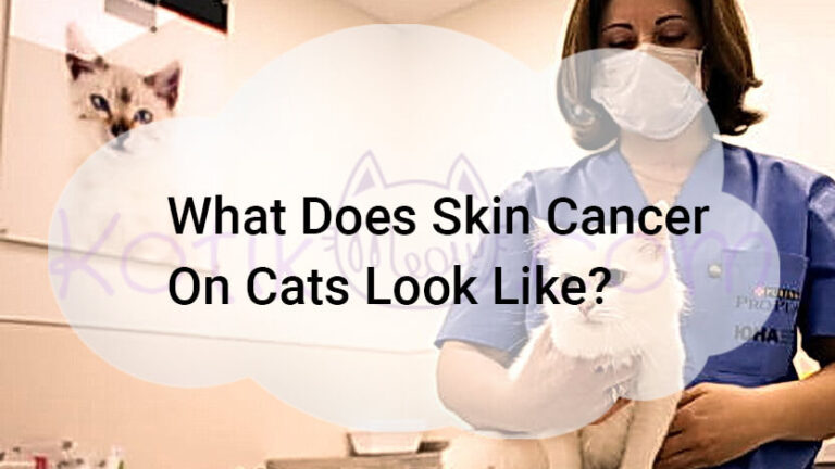 15 Cat Skin Problems on the Body - Kotikmeow