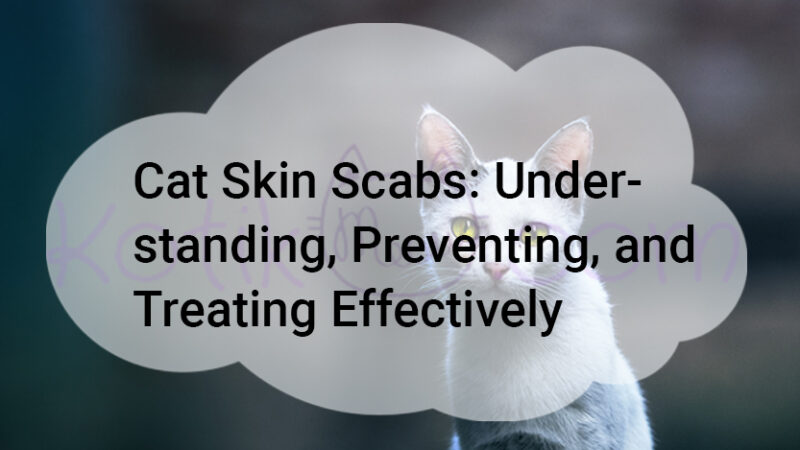 11 Most Common Cat Skin Problems Scabs Allergies - Kotikmeow
