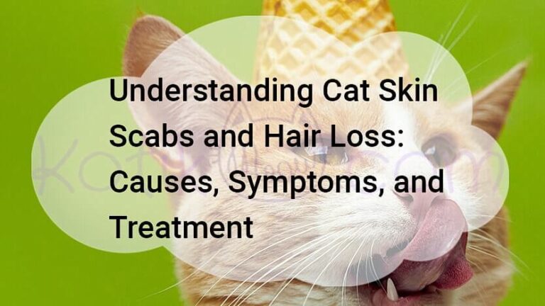 11 Most Common Cat Skin Problems Scabs Allergies - Kotikmeow