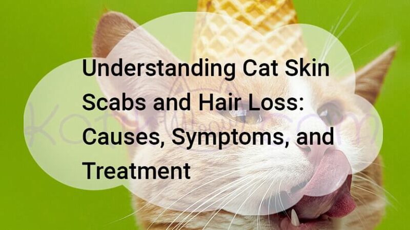 Millet shaped scabs on cats - Kotikmeow